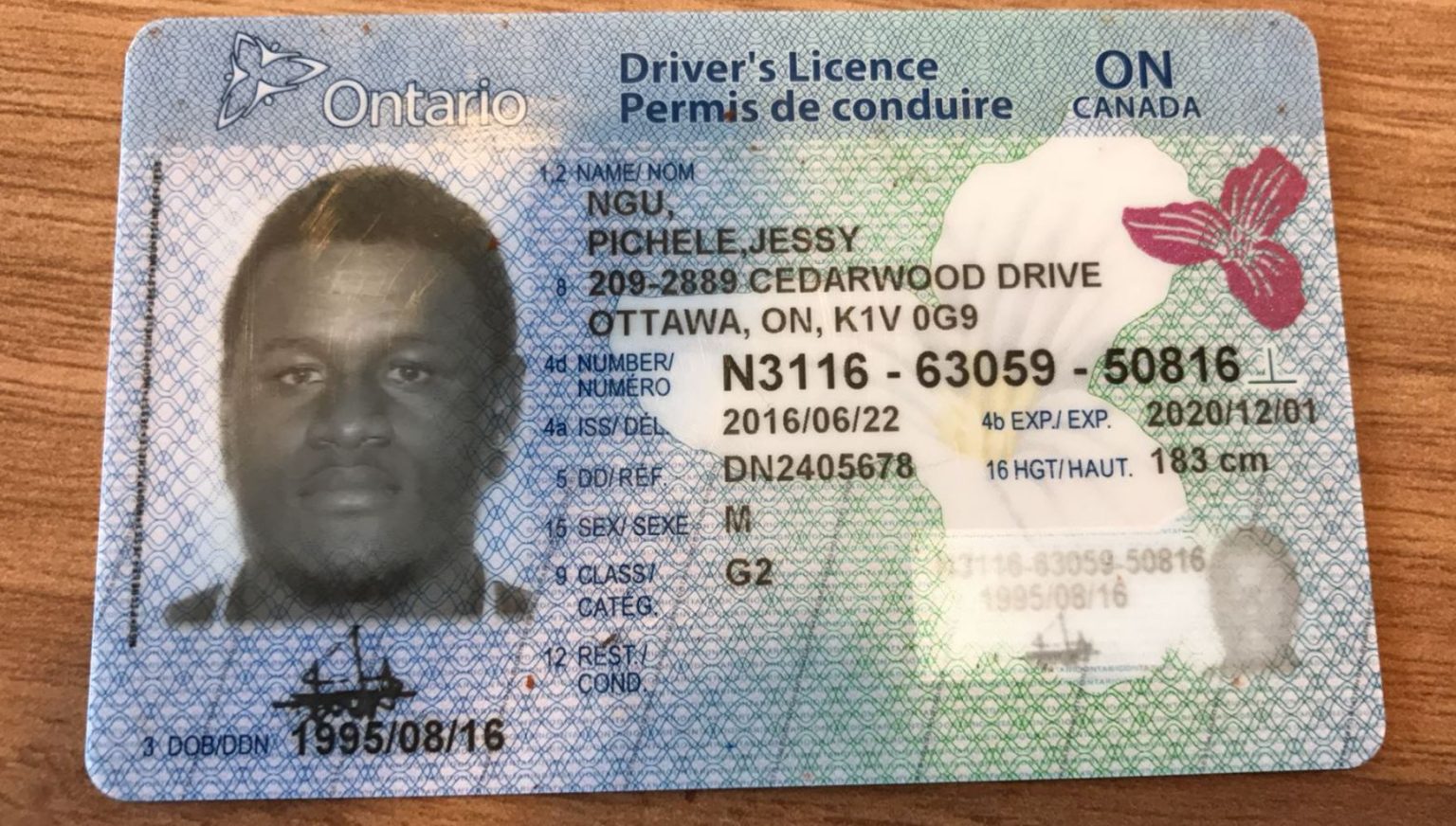 Buy Original Canadian Driver's License | My Global Documents